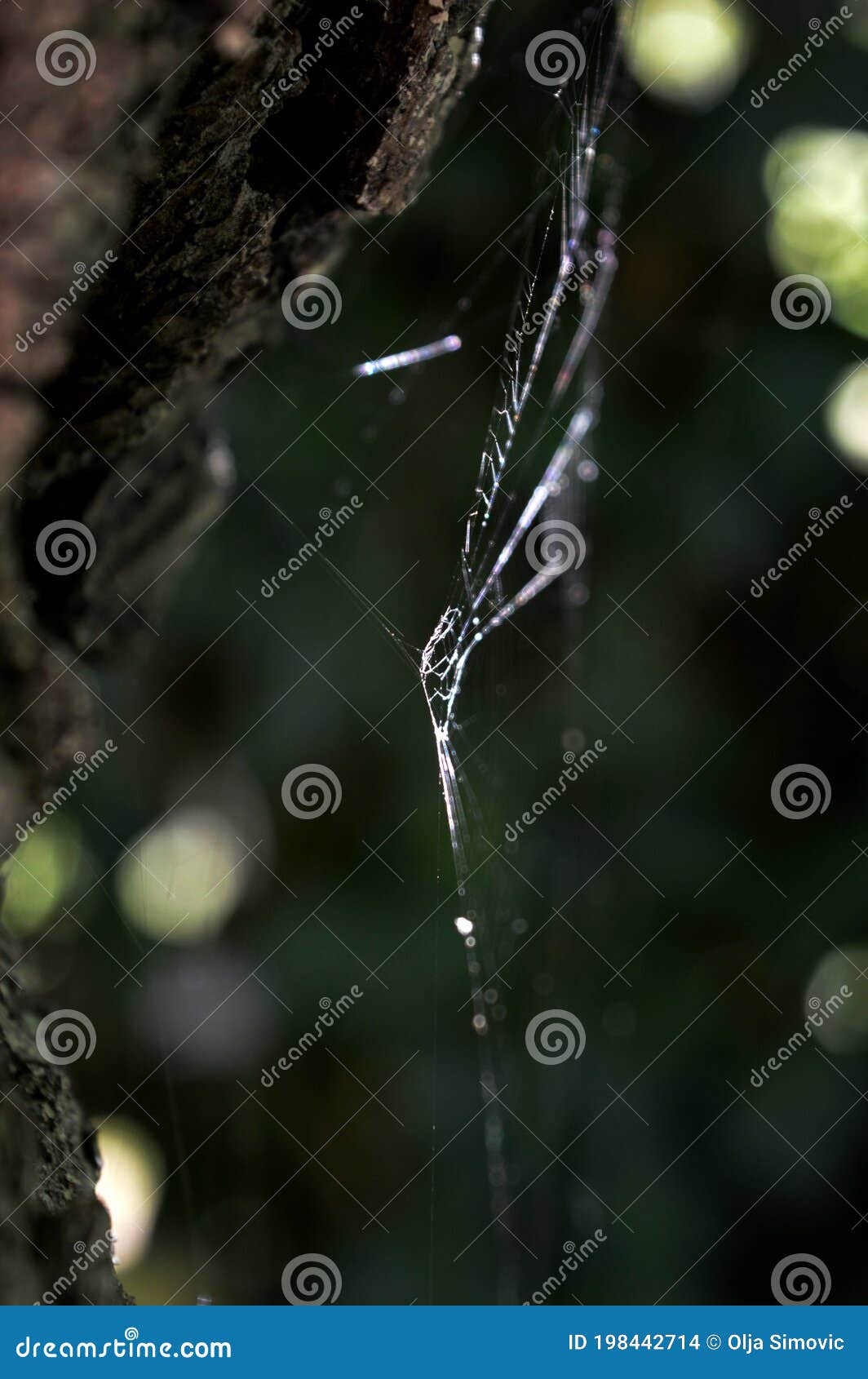 Spider web with raindrops stock photo. Image of green - 198442714