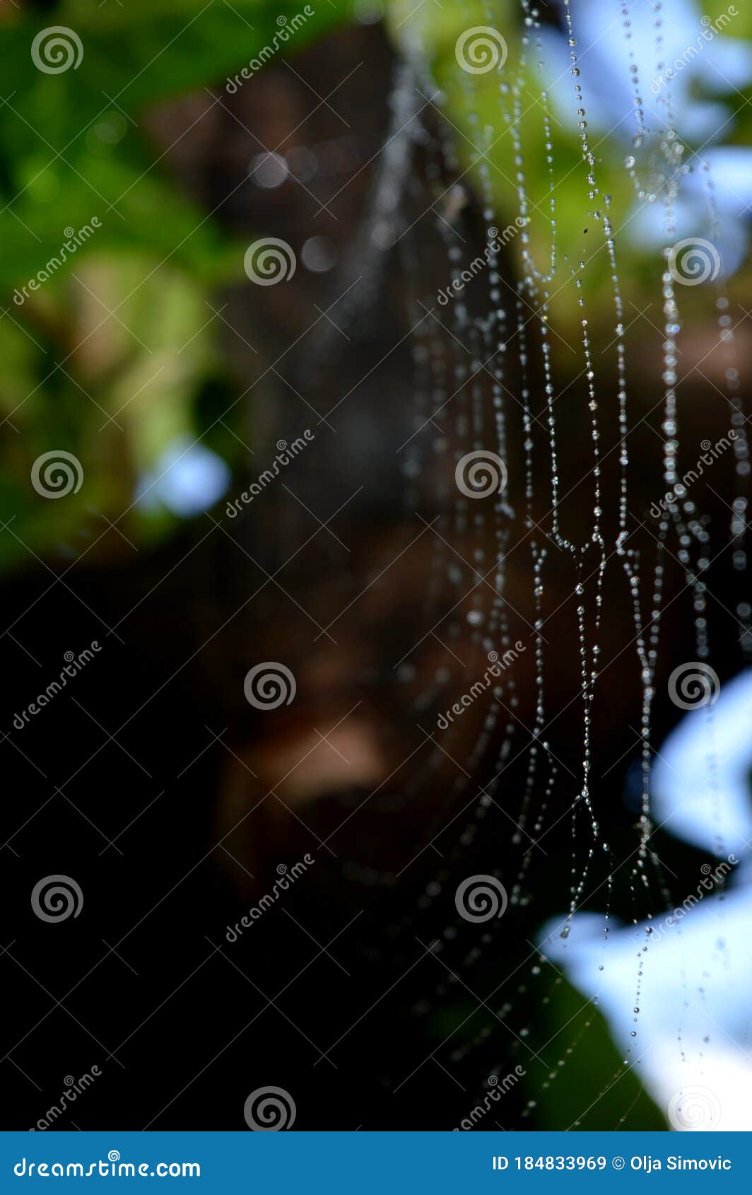 Spider web with raindrops stock image. Image of color - 184833969