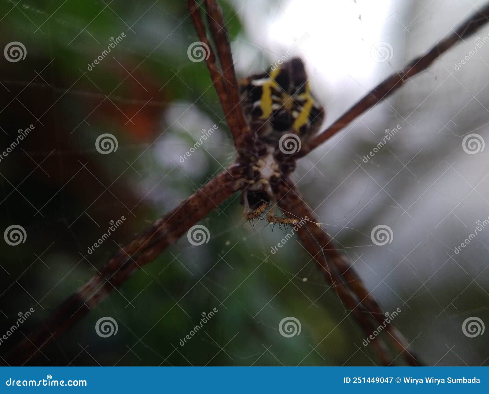 Spider web in rainy season stock image. Image of invertebrate - 251449047