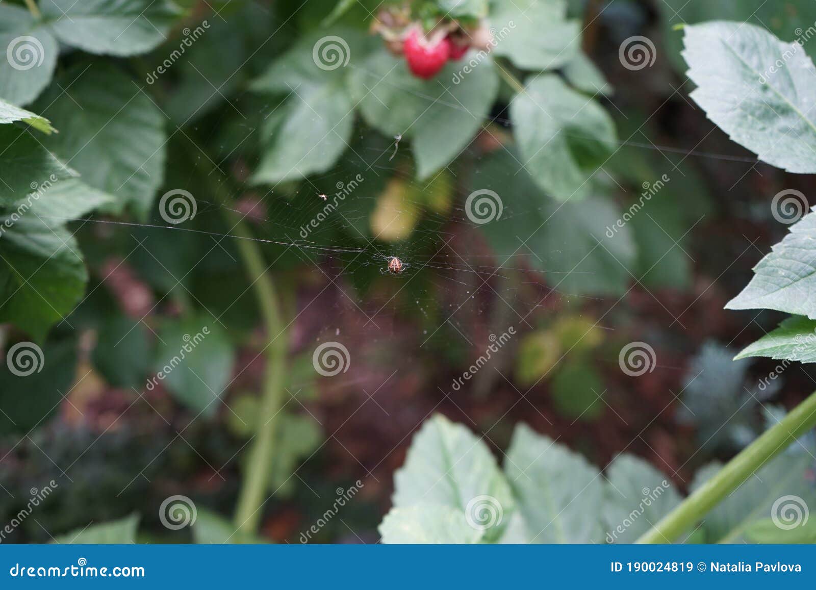 Spider on the Web on Raspberry Bushes in the Garden. Germany Stock ...