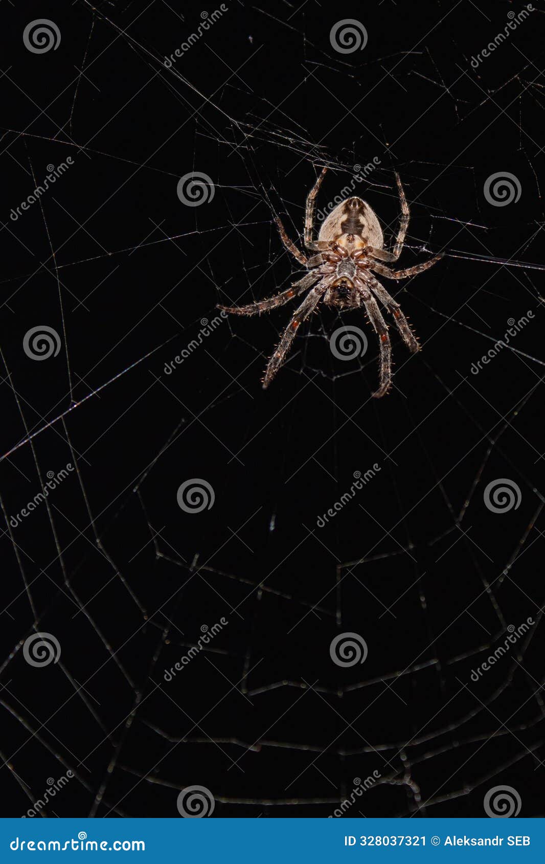 Spider in the Web in the Rays of Night Light 14 Stock Image - Image of ...