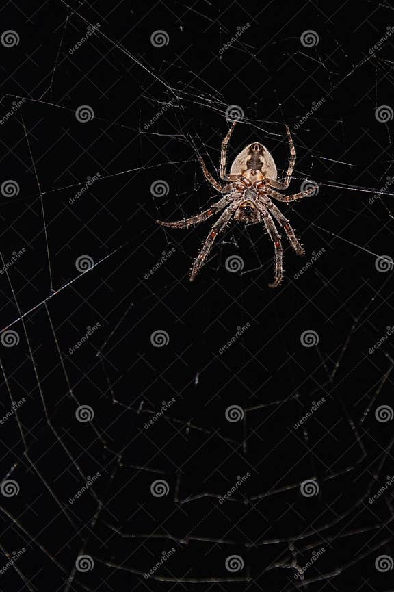 Spider in the Web in the Rays of Night Light 14 Stock Image - Image of ...