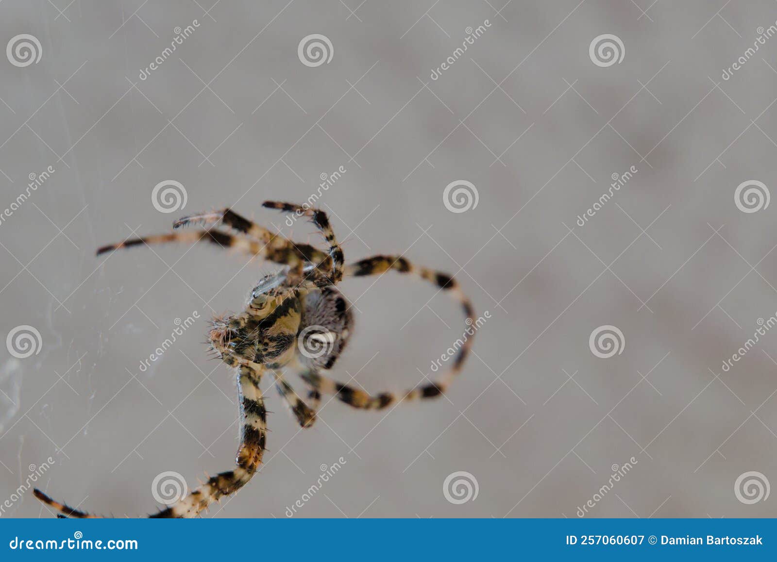 Spider ready to attack stock image. Image of wild, insect - 257060607