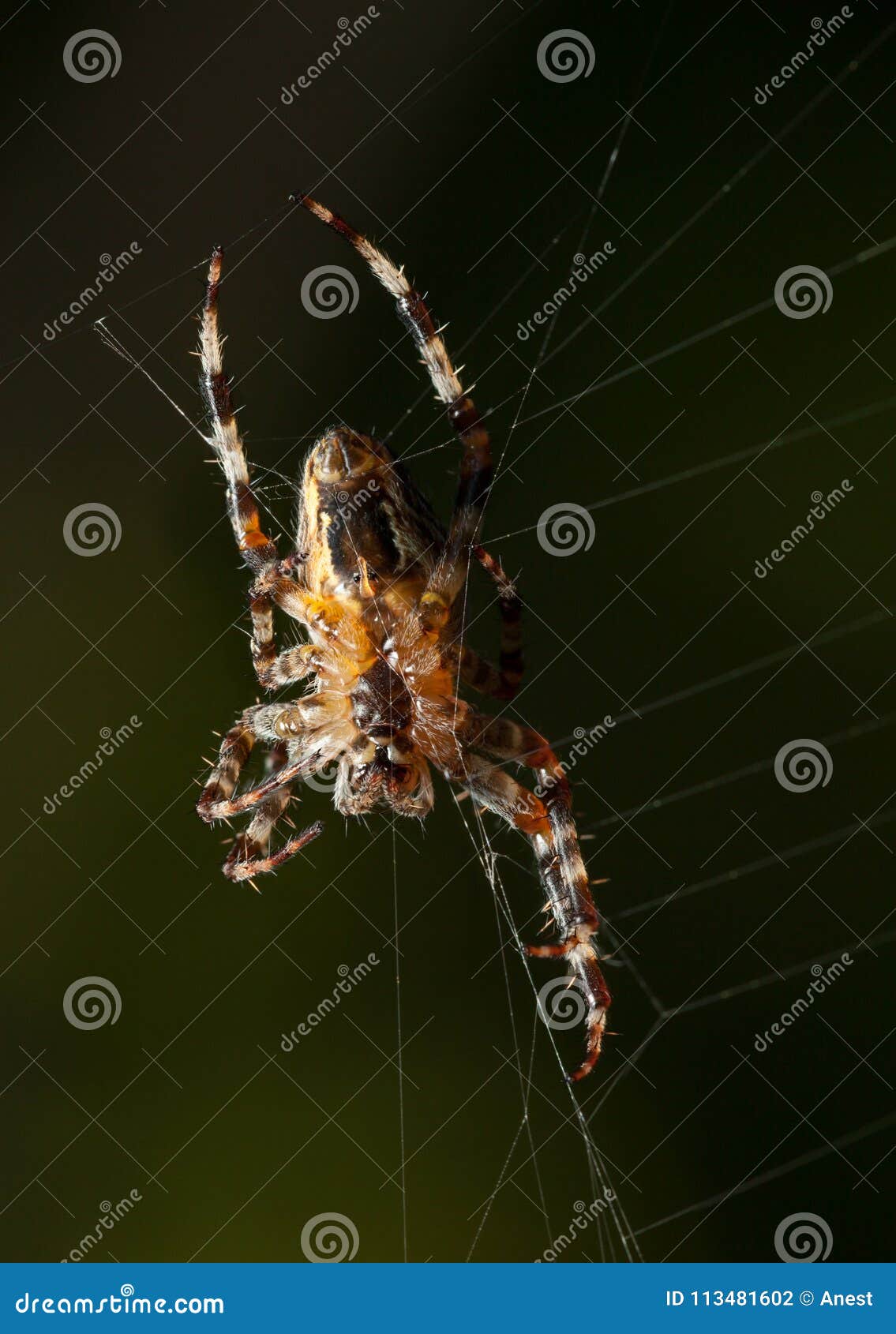 Spider web repair stock photo. Image of wildlife, creature - 113481602