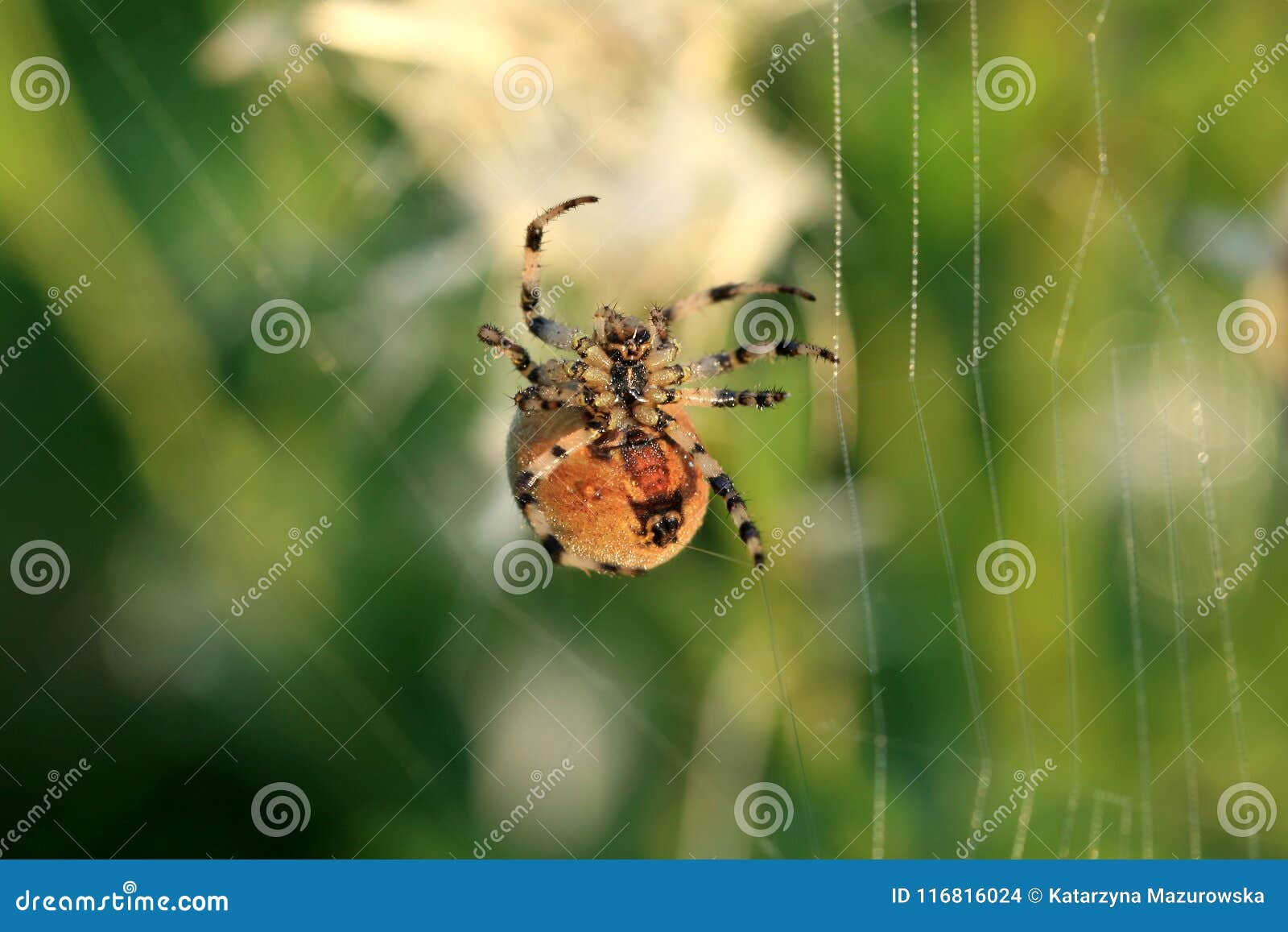 Spider on a spider web stock photo. Image of garden - 116816024