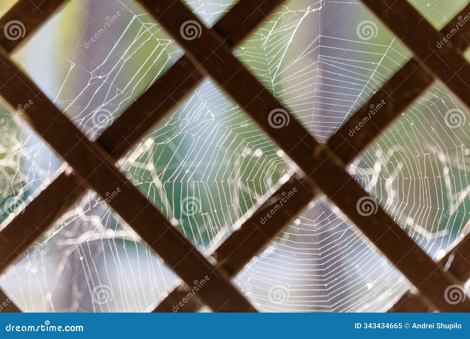 Spider Web In The Window Royalty-Free Stock Photography | CartoonDealer ...