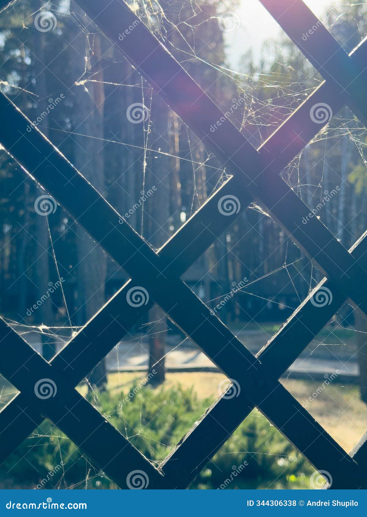 Spider Web In Window Royalty-Free Stock Photography | CartoonDealer.com ...