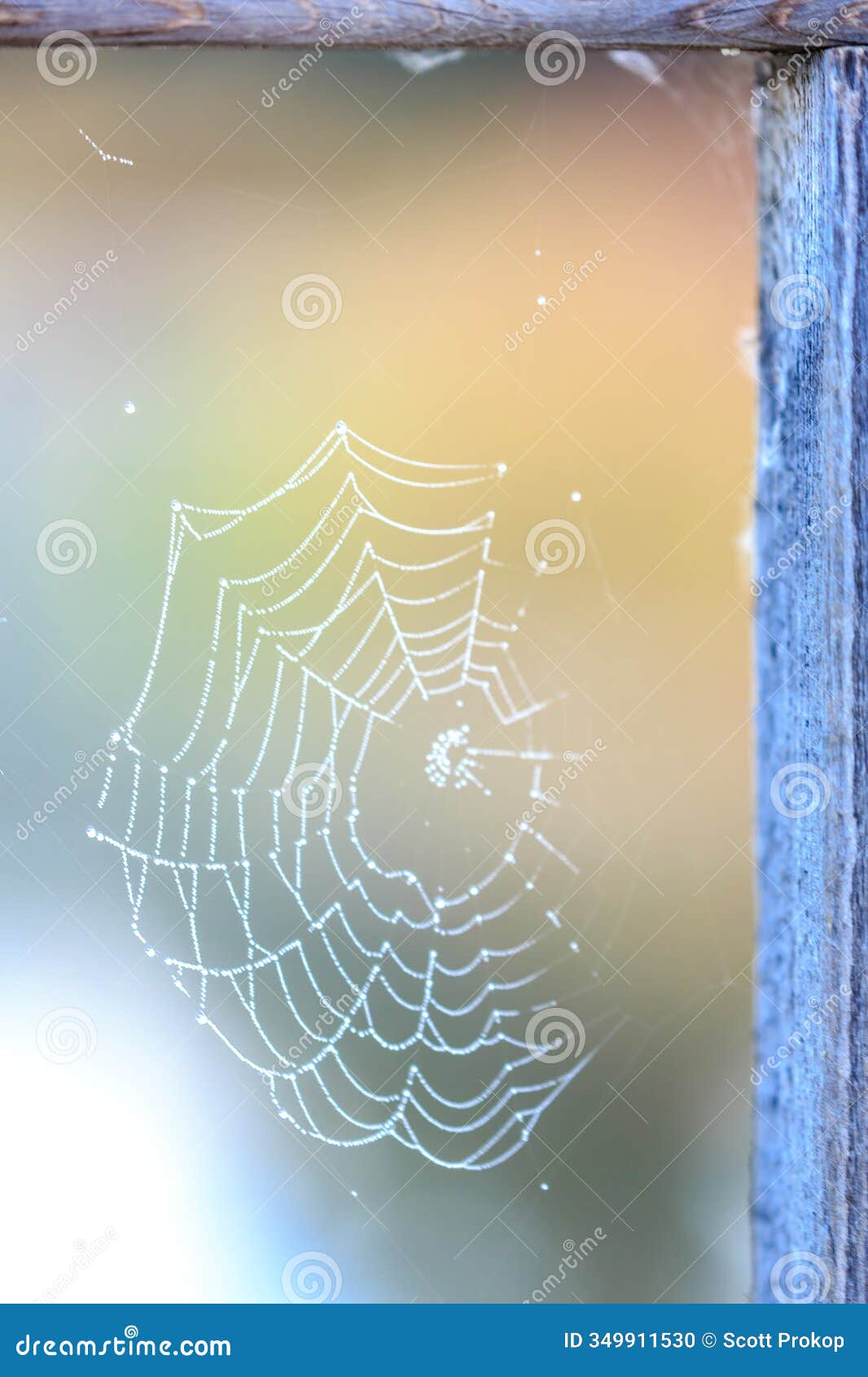 Spider Web In The Window Royalty-Free Stock Photography | CartoonDealer ...