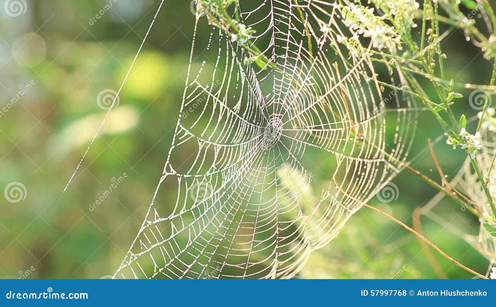 Spider Web Shaking on the Wind Stock Footage - Video of network, nature ...