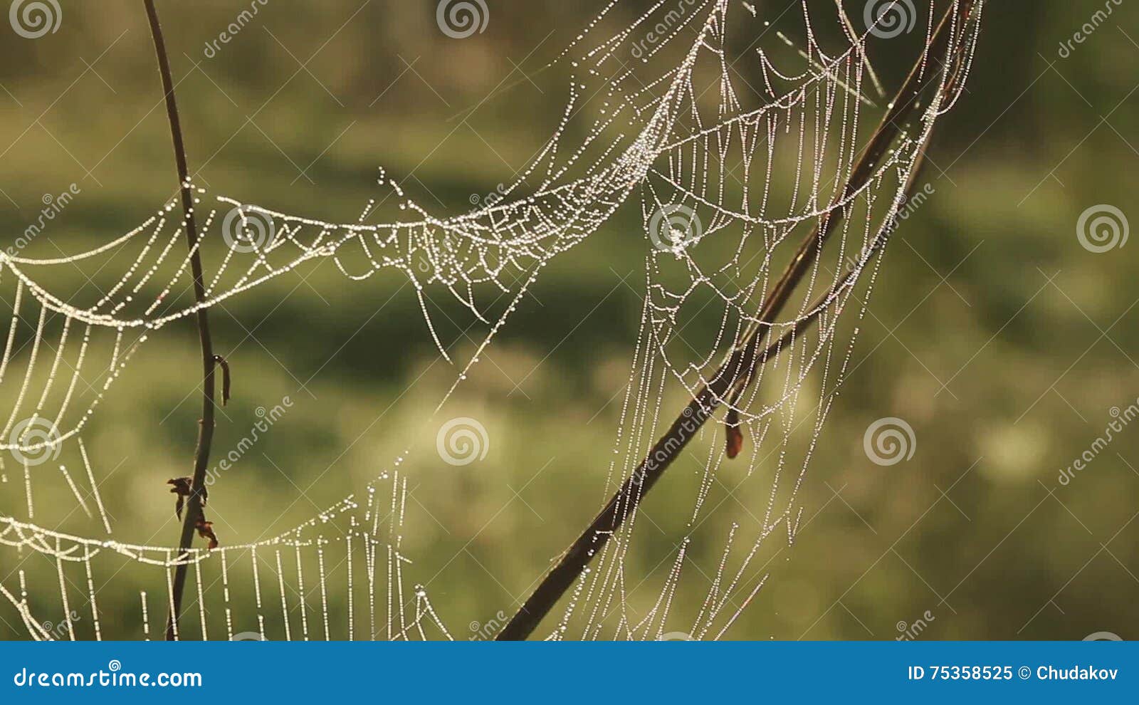 Spider Web Shaking on Wind in Forest Stock Video - Video of green ...