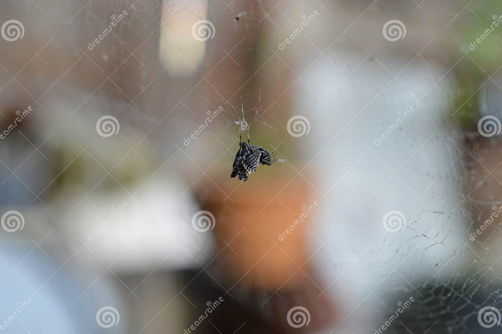 Dead Fly Mimic Spider stock image. Image of arachnids - 79350759