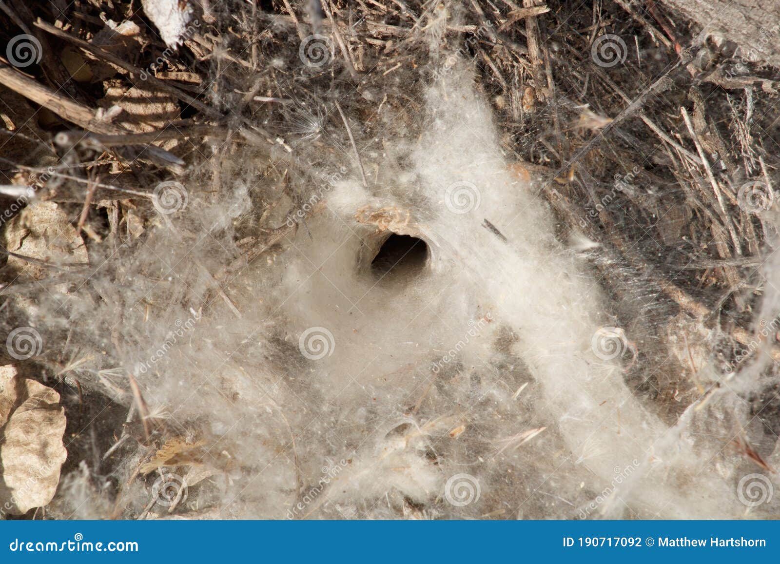 Spider Web Shaped Like a Funnel Stock Photo - Image of bush, debris ...