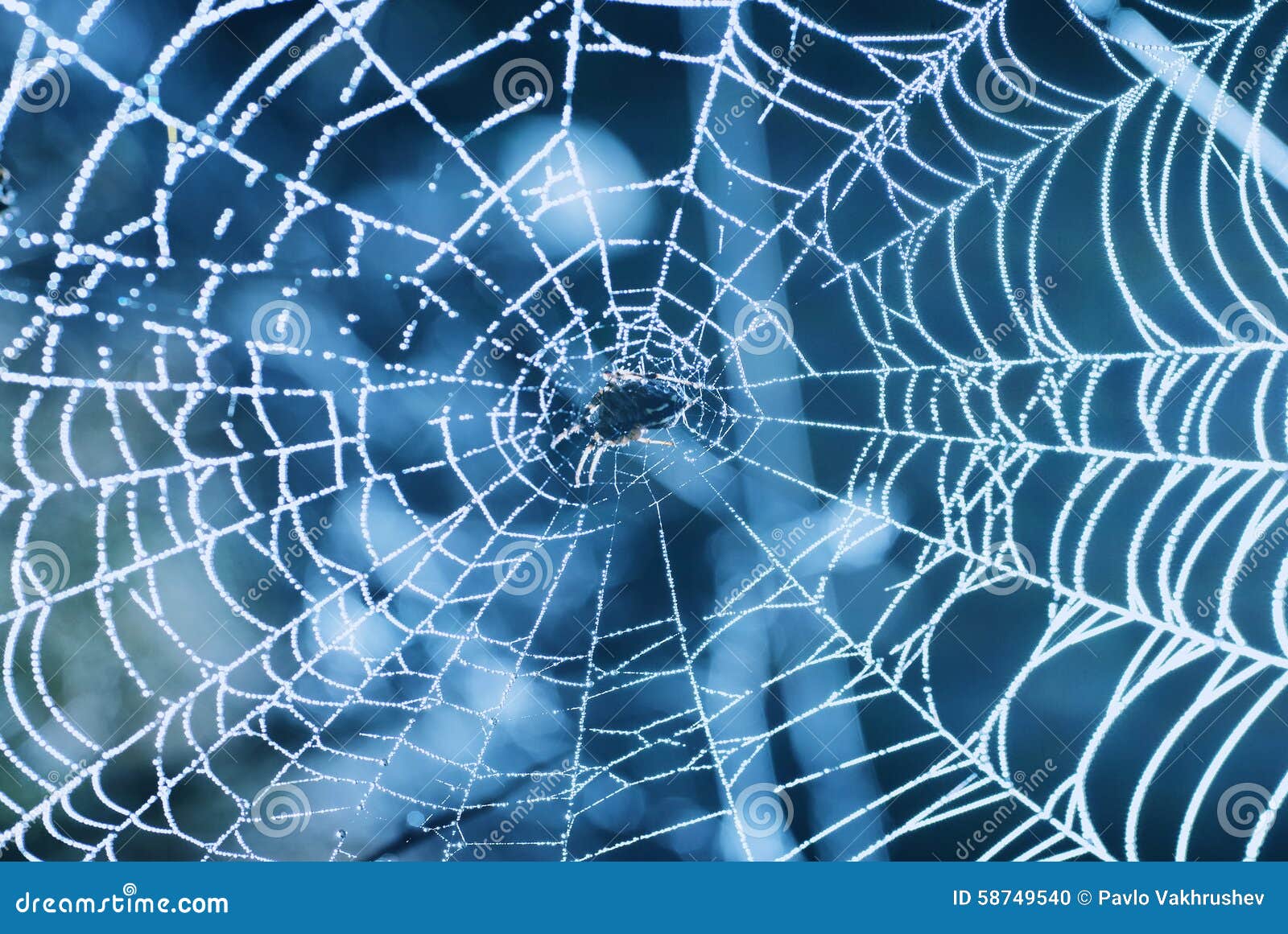 Spider Web with Shiny Blue Drops Stock Photo - Image of filter, pattern ...
