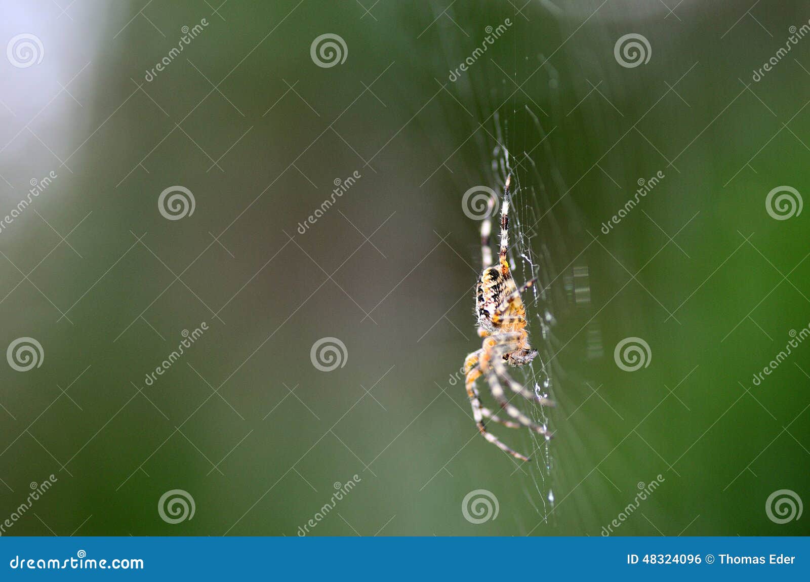 Spider and web side view stock photo. Image of pest, catch - 48324096