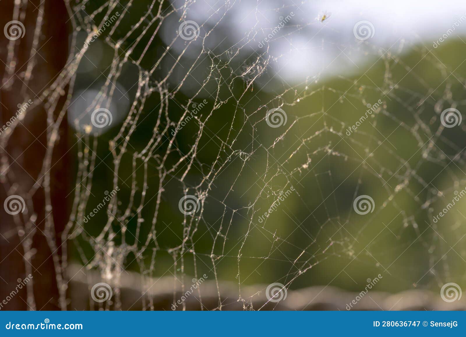 Spider Web Stretched on a Wooden Structure . Stock Image - Image of ...