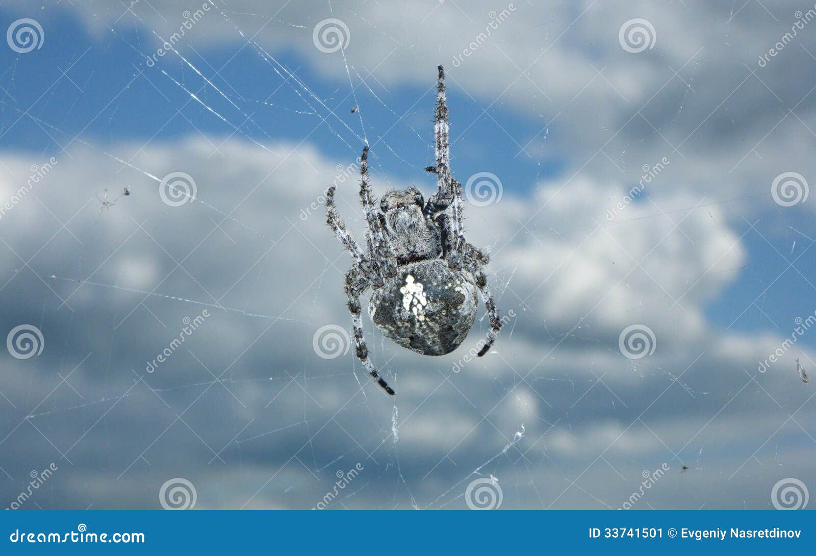 Spider on a Web the Sky and Clouds Stock Image - Image of biology ...