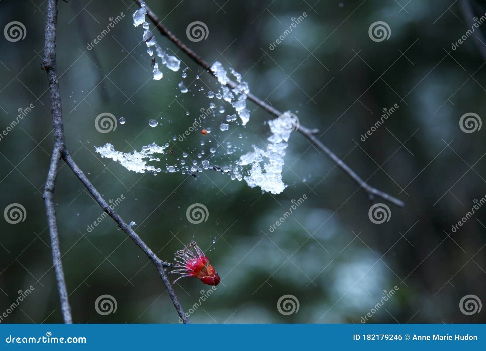 Spider Web Snow Mystical Forest Evergreen Blooming Nature Purity Stock ...
