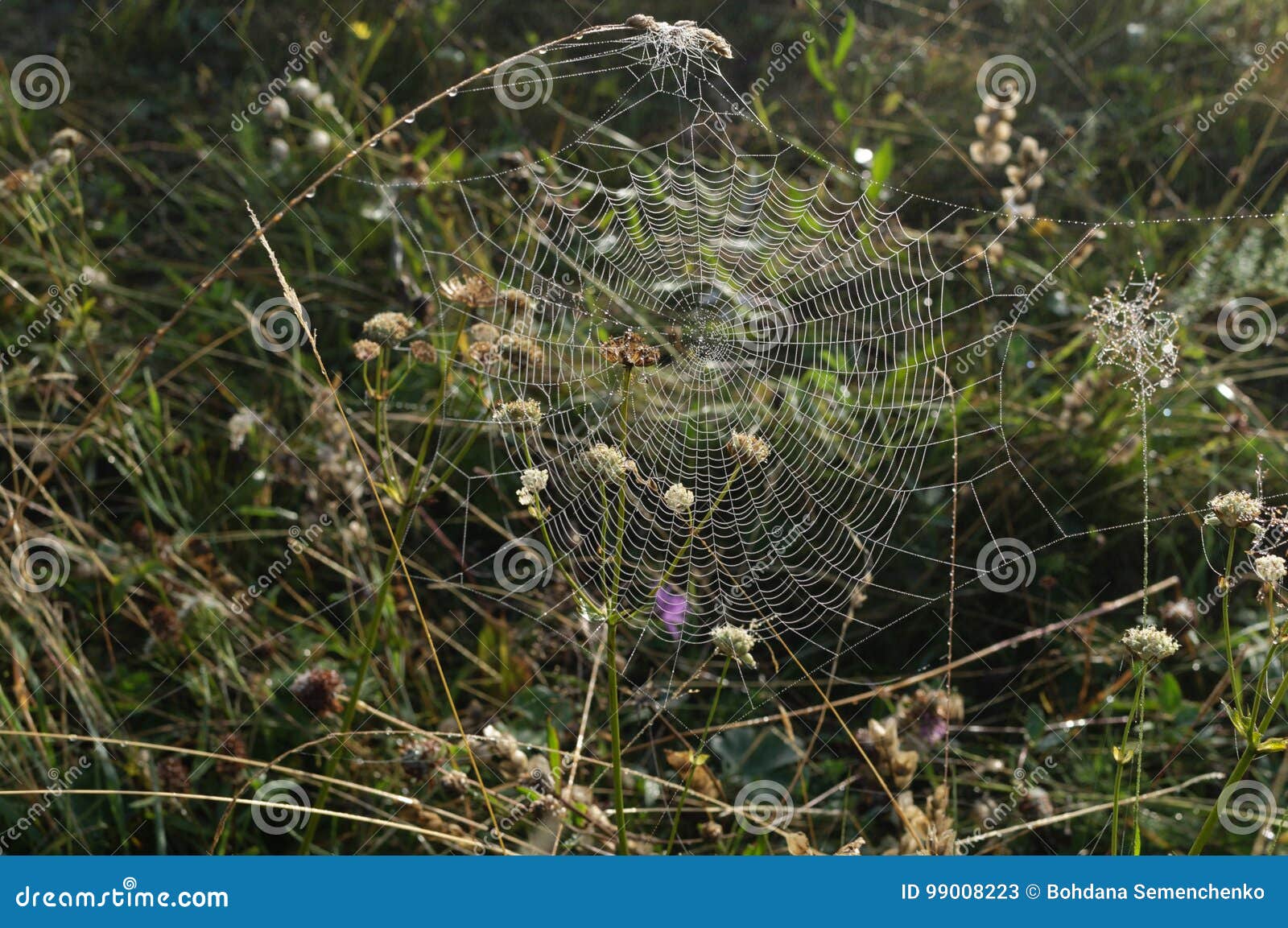 A Spider Web with Some Dew Early in the Morning with the Sun Rays Stock ...