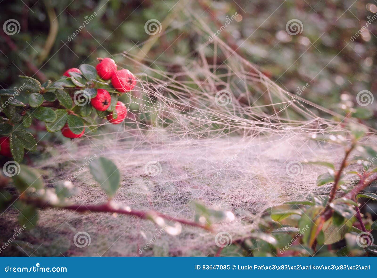 Spider web stock image. Image of grass, morning, mystic - 83647085