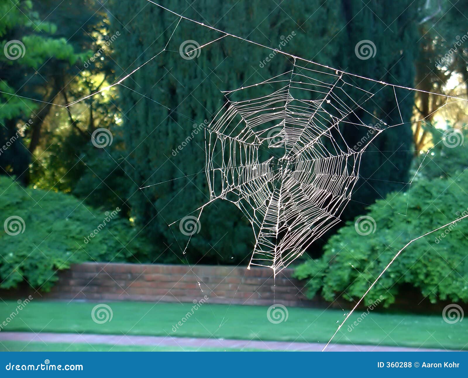 Spider Web without the Spider Stock Photo - Image of spiderweb, connect ...