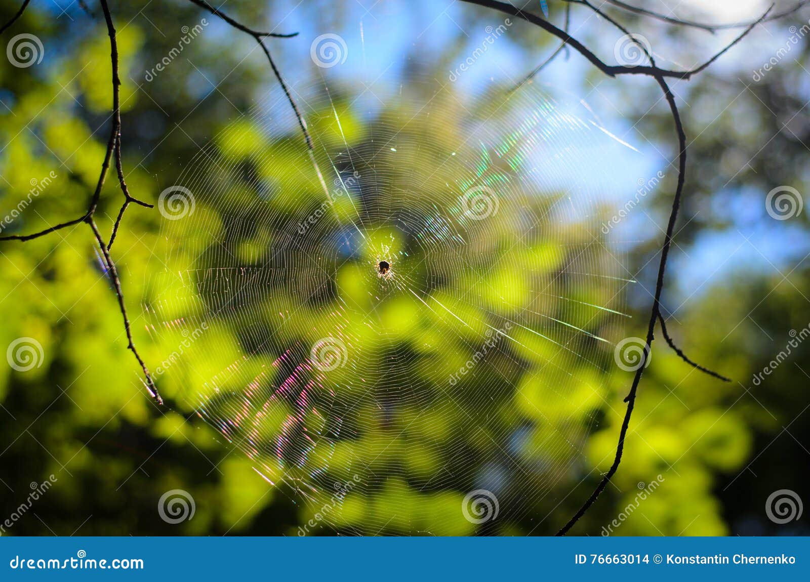 Spider Web with the Spider Back Lit by the Sun. Stock Photo - Image of ...