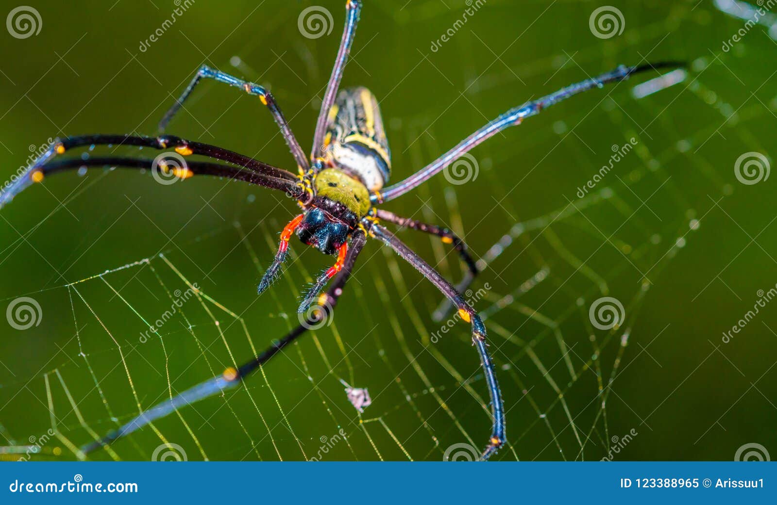 Spider and Web Spider Fiber Cobweb Stock Image - Image of corner ...