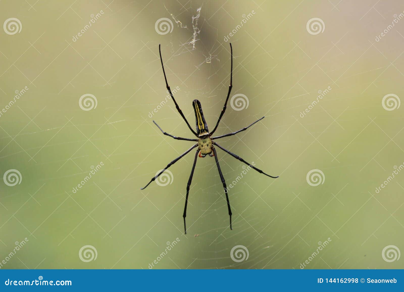 Spider Web with a Spider Lit by Sunlight Stock Photo - Image of ...