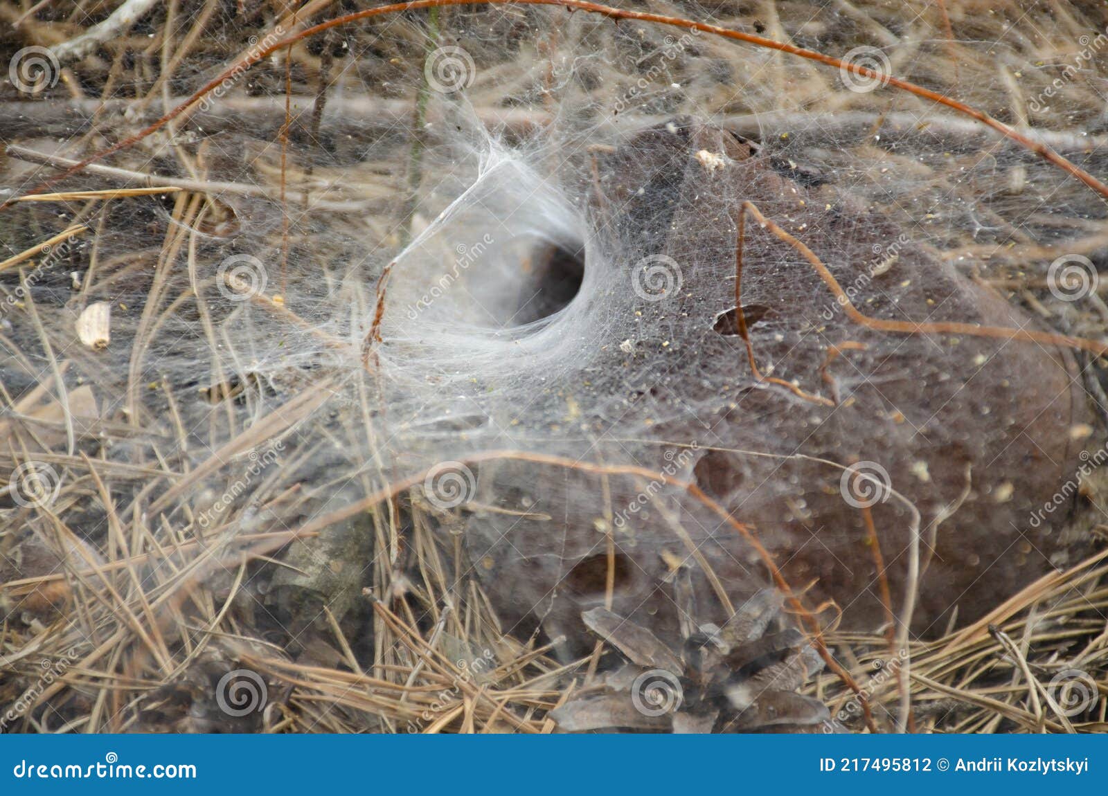 Spider Web. Spider Nest Hole. Selective Focus Stock Photo - Image of ... Spider Web. Spider Nest Hole. Selective Focus Stock Photo - Image of ...