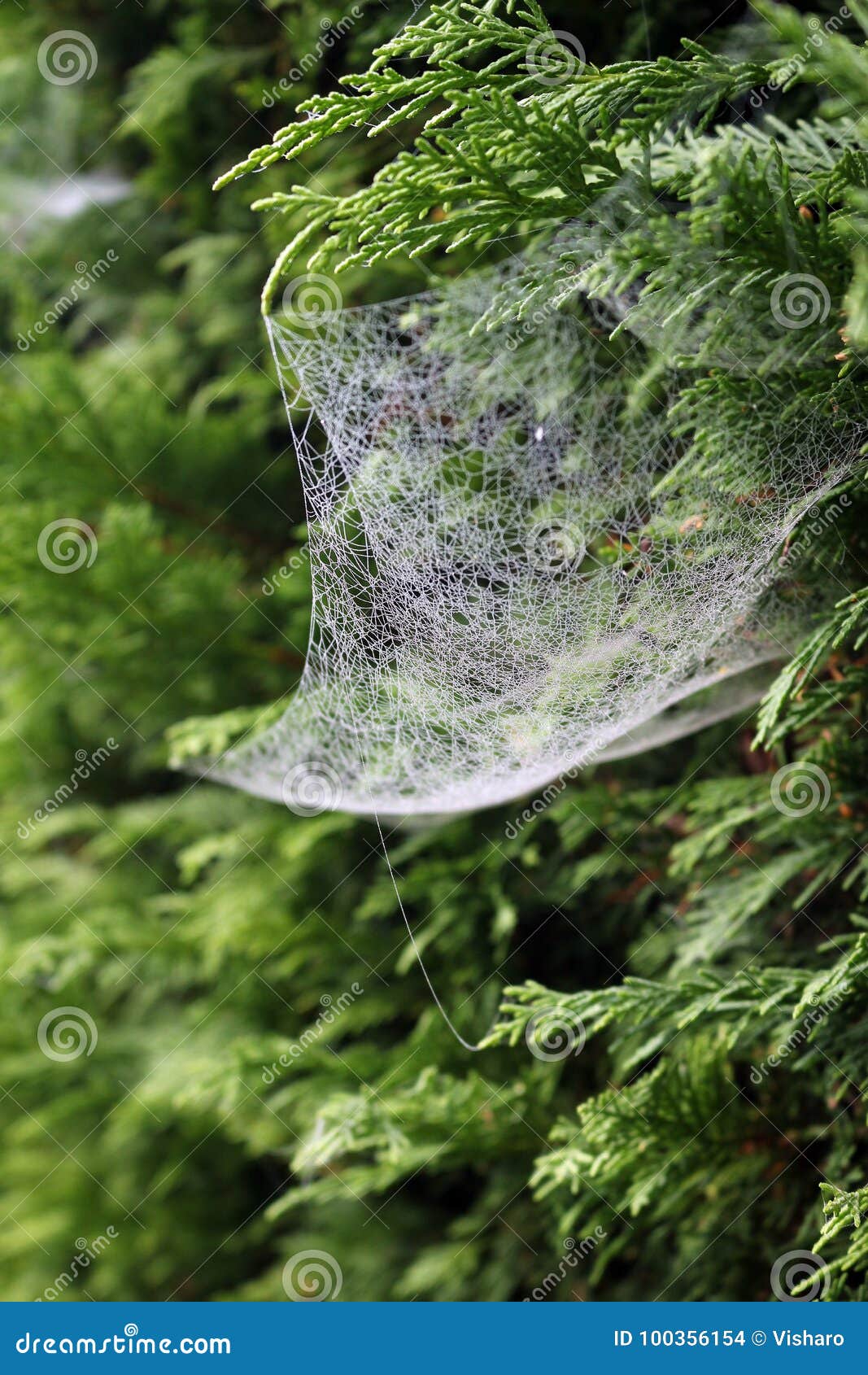 Spider web stock photo. Image of cobweb, tree, spiders - 100356154
