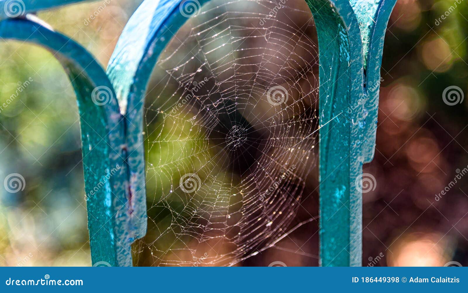 A Spider Web without Spider Stock Photo - Image of dark, green: 186449398