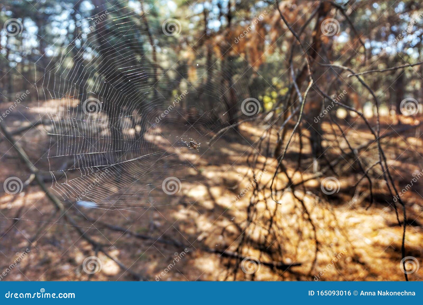 A Spider Web and a Spider on it Stretched between Branches in the ...