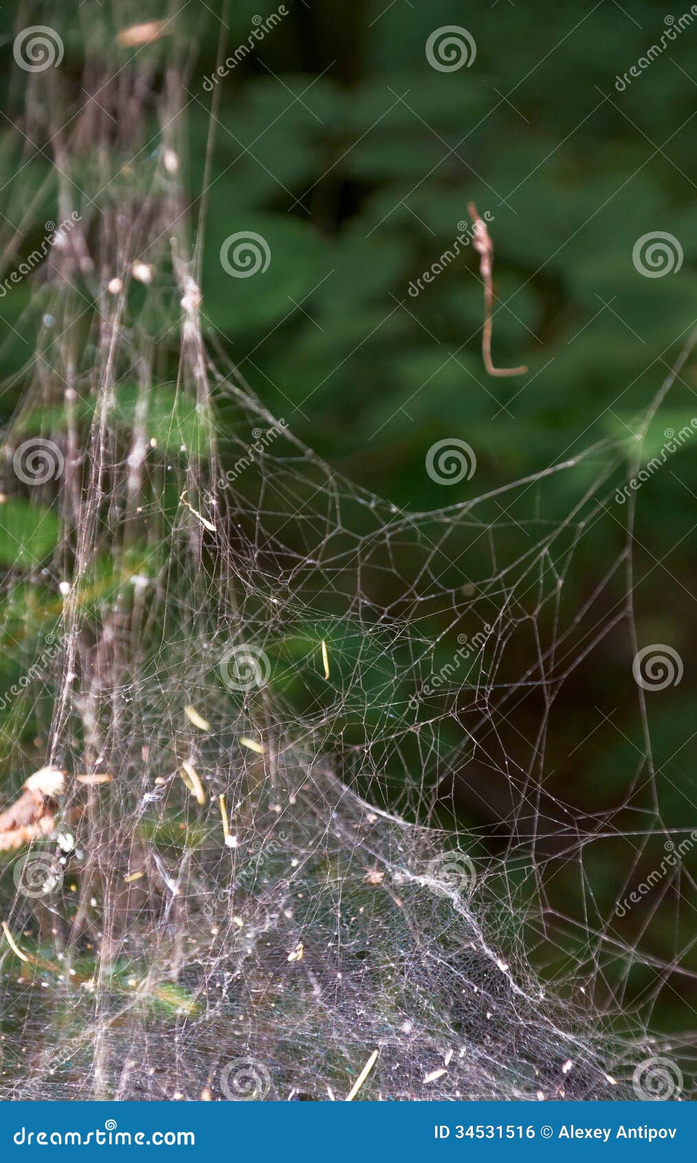 Spider Web without Spider on Tree Stock Photo - Image of branch, plant ...