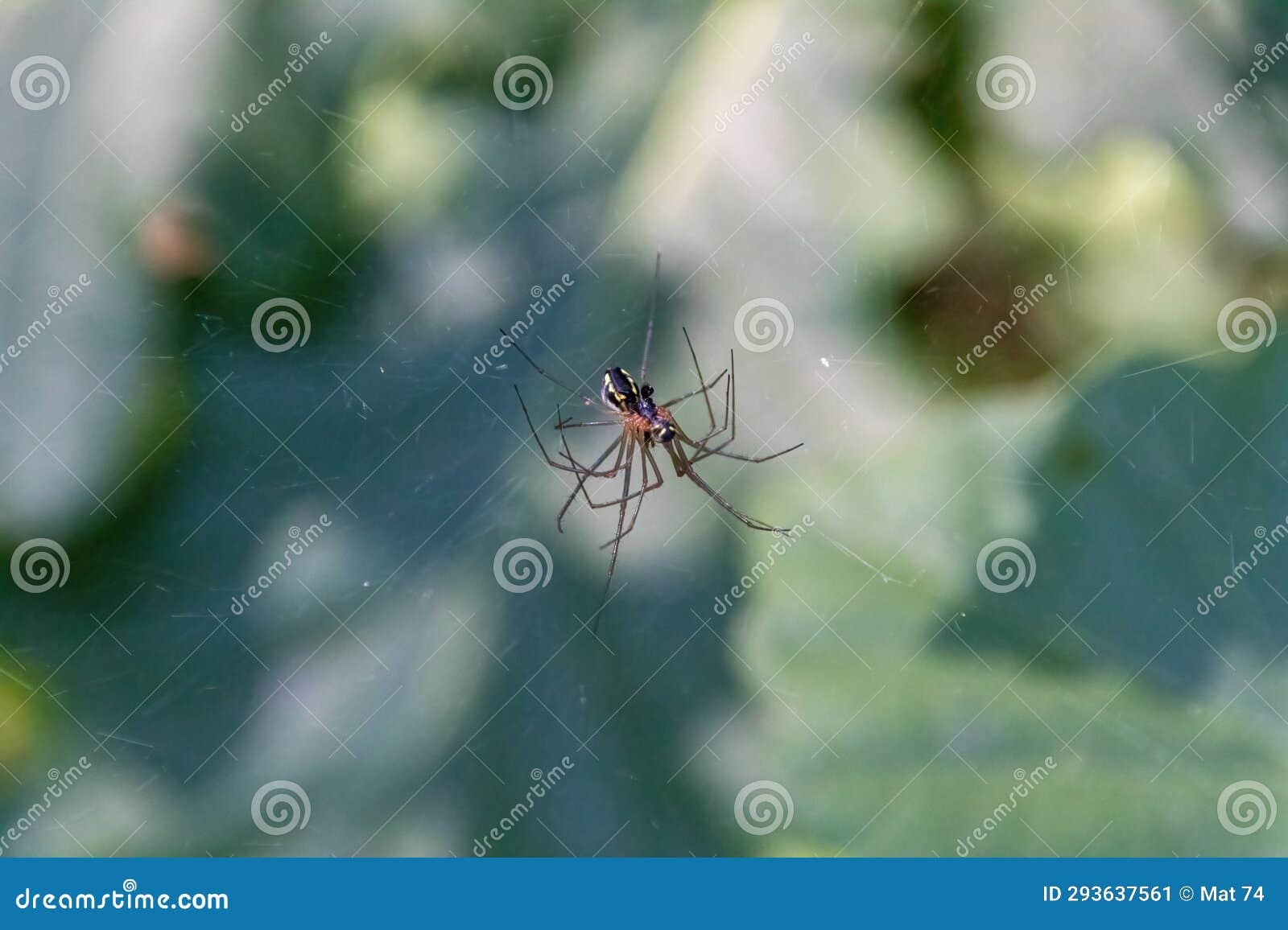 Spider on the web stock image. Image of legs, closeup - 293637561