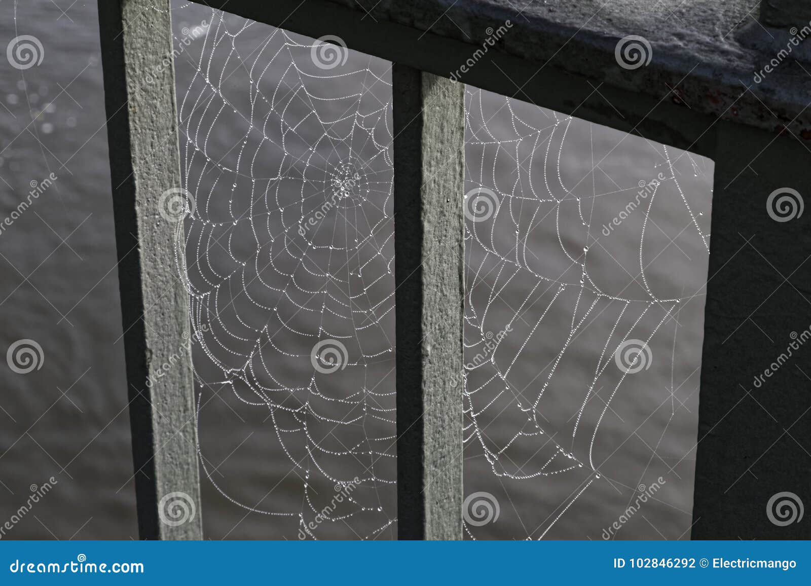 Spider web stock photo. Image of river, bridge, protection - 102846292