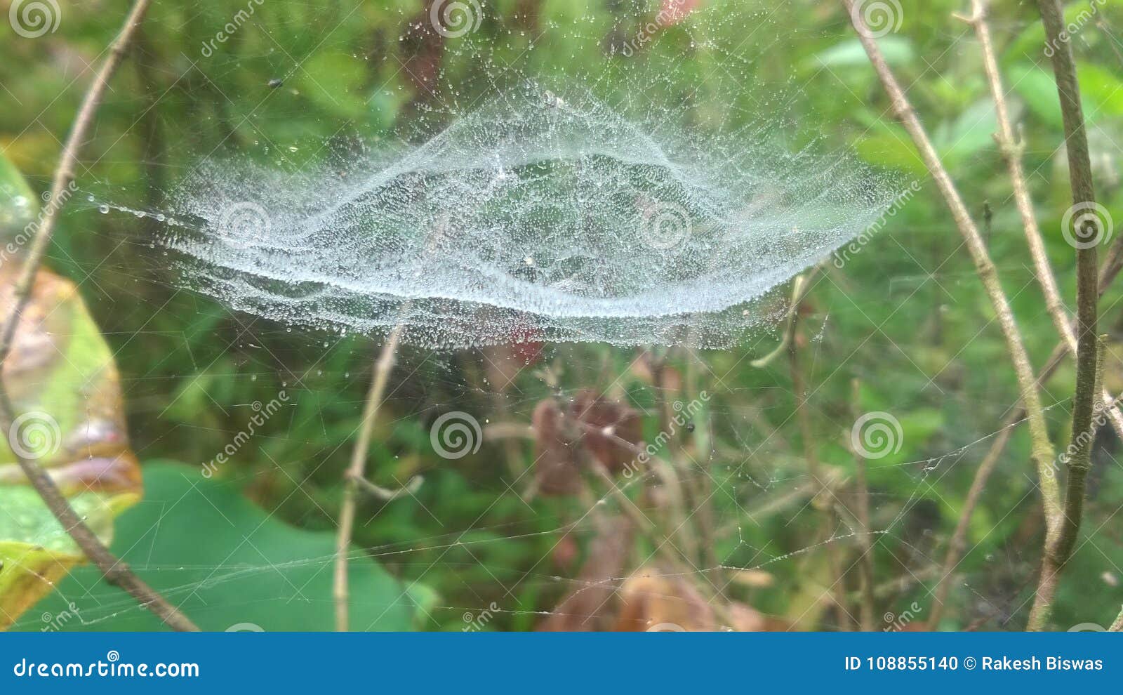 Spider web stock photo. Image of spider, drop - 108855140