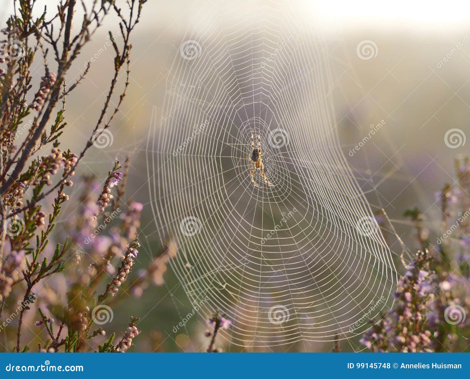 Spider web stock photo. Image of spider, heather, field - 99145748
