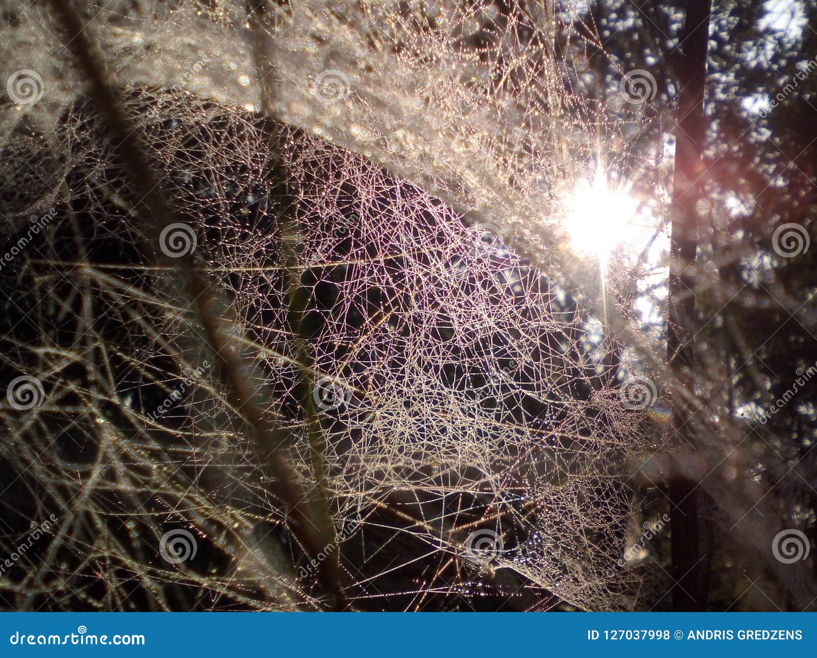 Spider web stock photo. Image of background, color, spider - 127037998