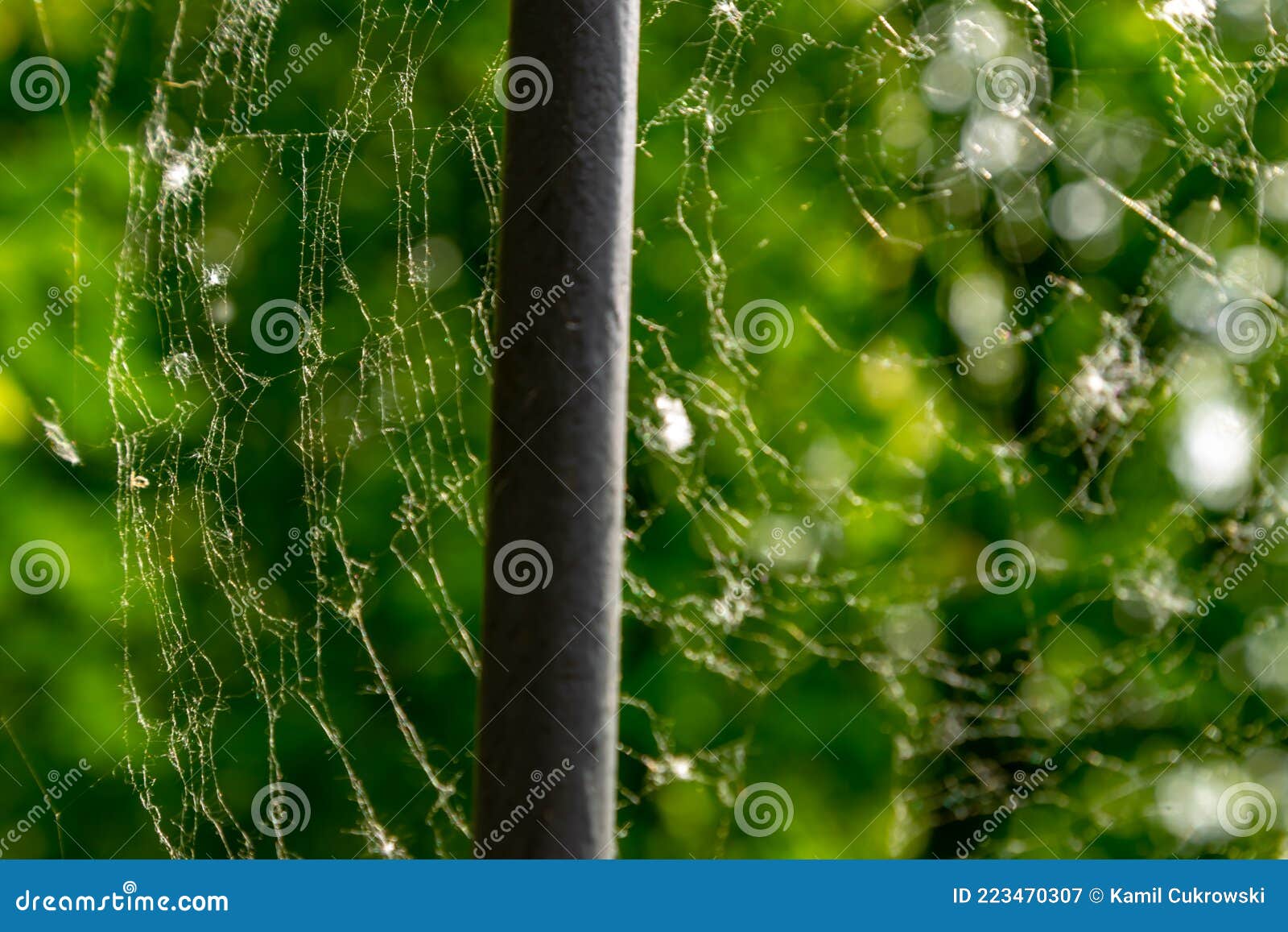 Spider web stock image. Image of reptile, lighting, garden - 223470307