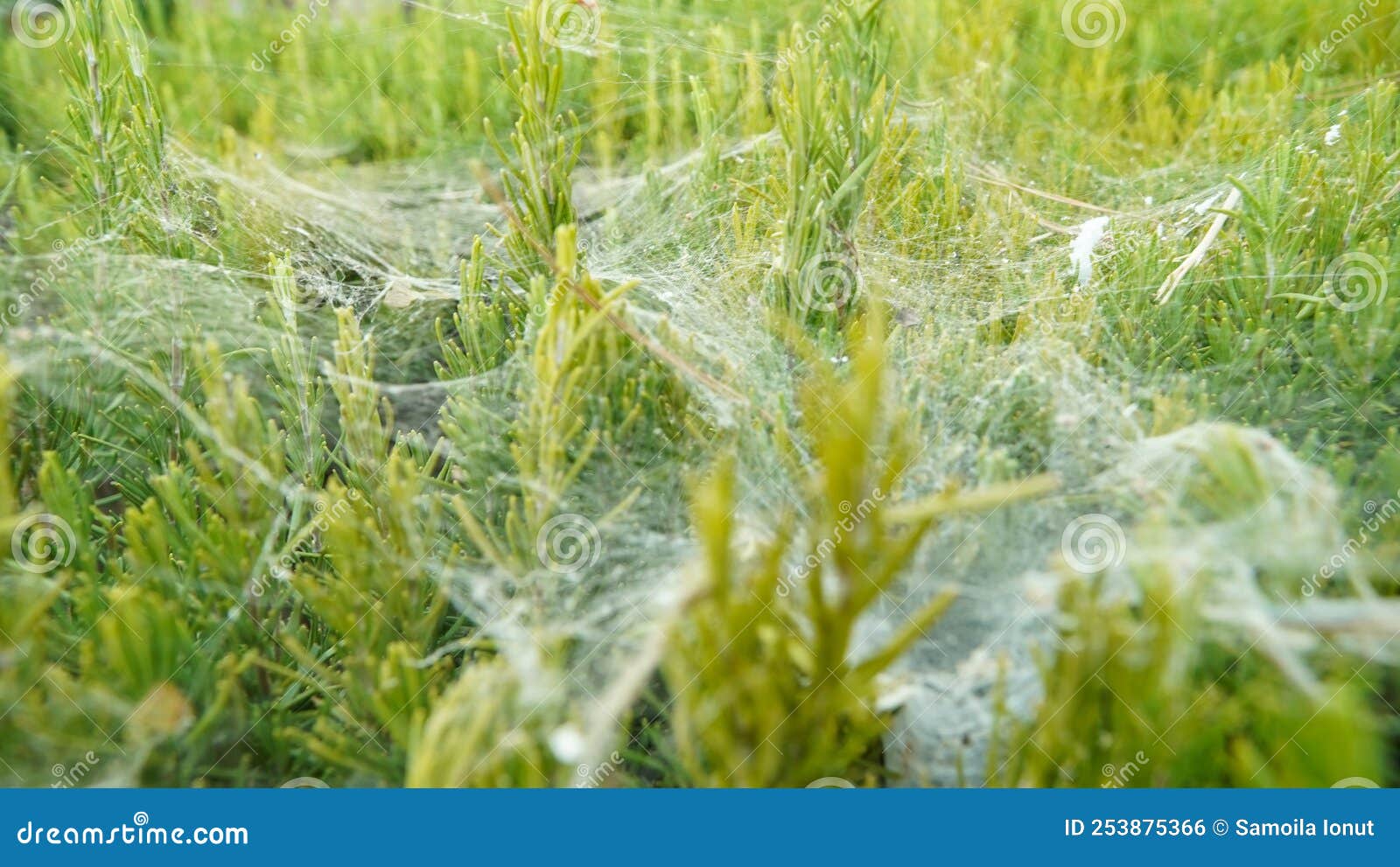 Spider Web. Spider Web Woven on a Hedge. Stock Photo - Image of ...