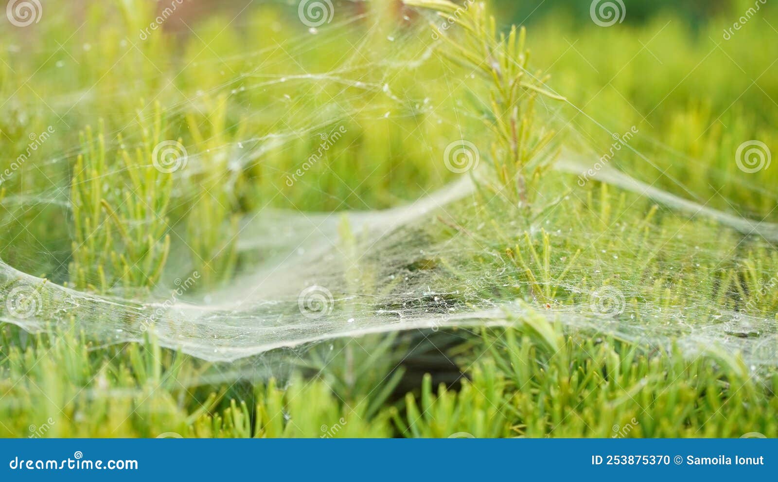 Spider Web. Spider Web Woven on a Hedge. Stock Photo - Image of jagged ...