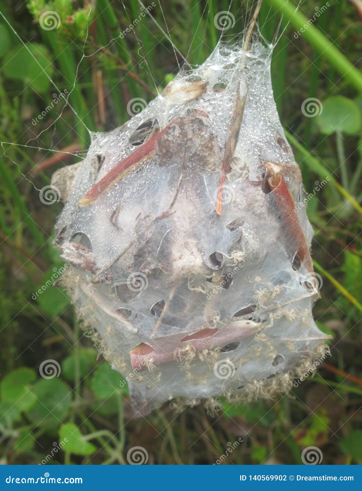 Spider spider in the Web stock photo. Image of humans - 140569902