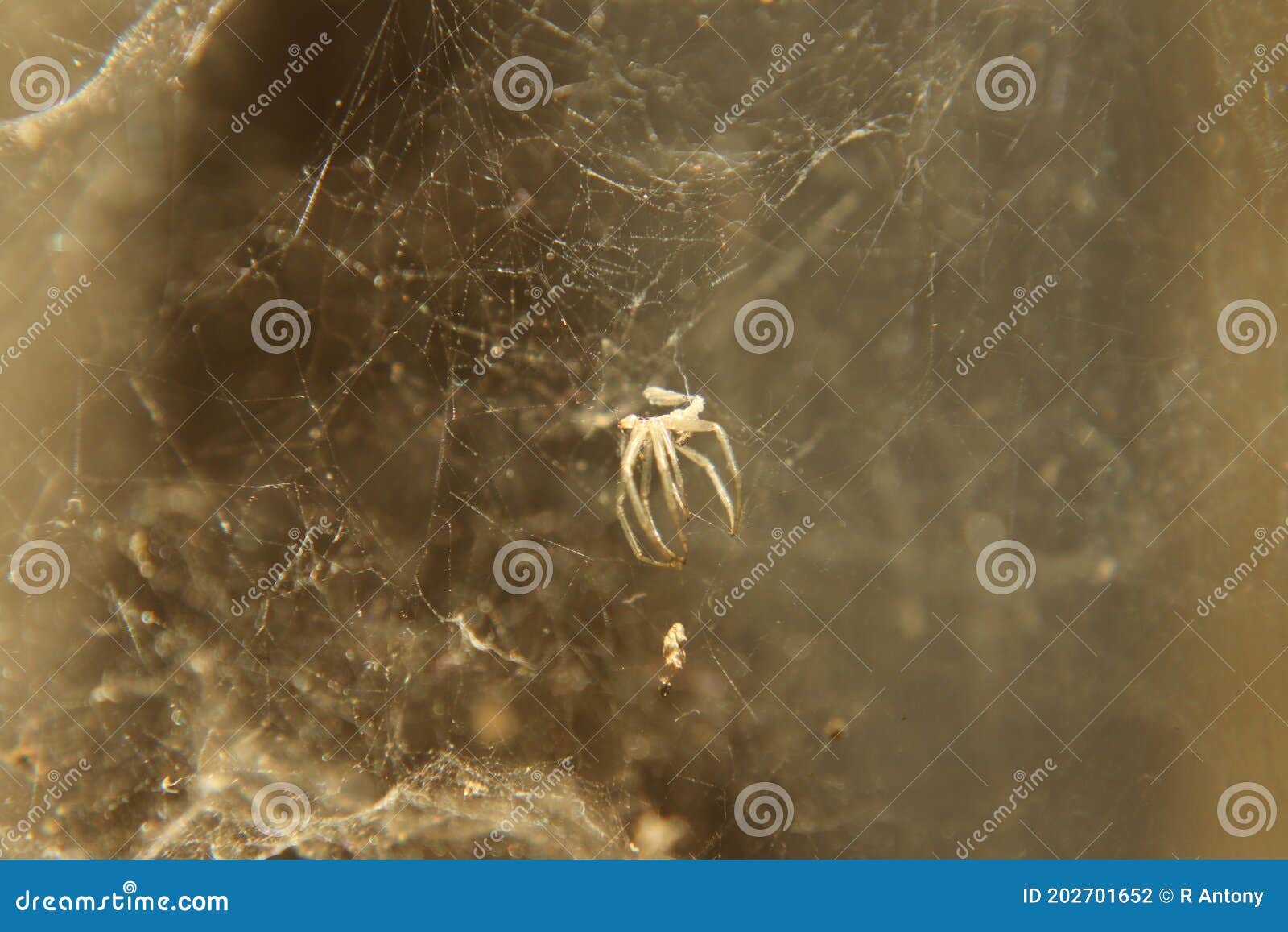 A Classic Circular Form Spider`s Web Stock Photo - Image of abandoned ...