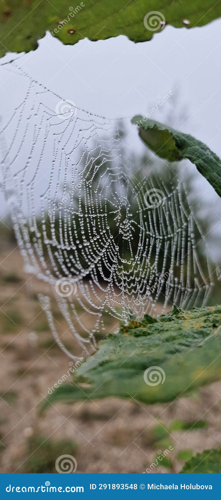 Cobweb with Morning Dew between Branches of a Tree Stock Photo - Image ...