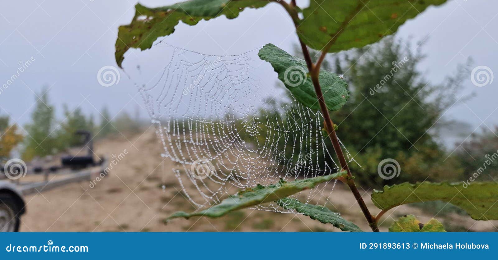 Cobweb with Morning Dew between Branches of a Tree Stock Image - Image ...