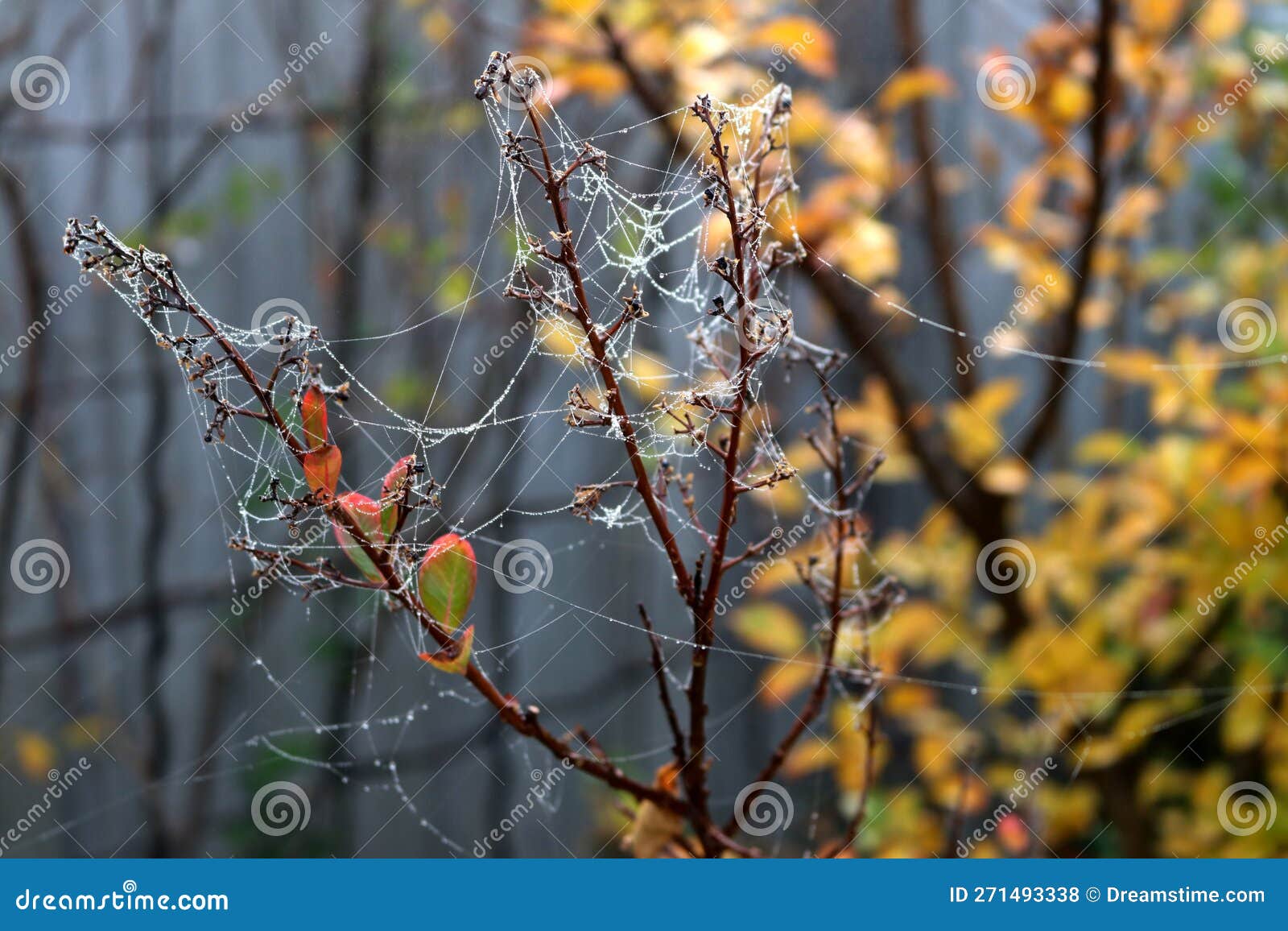 Patterns of Spider Web with Dew Drops Shining on Its Silken Threads ...