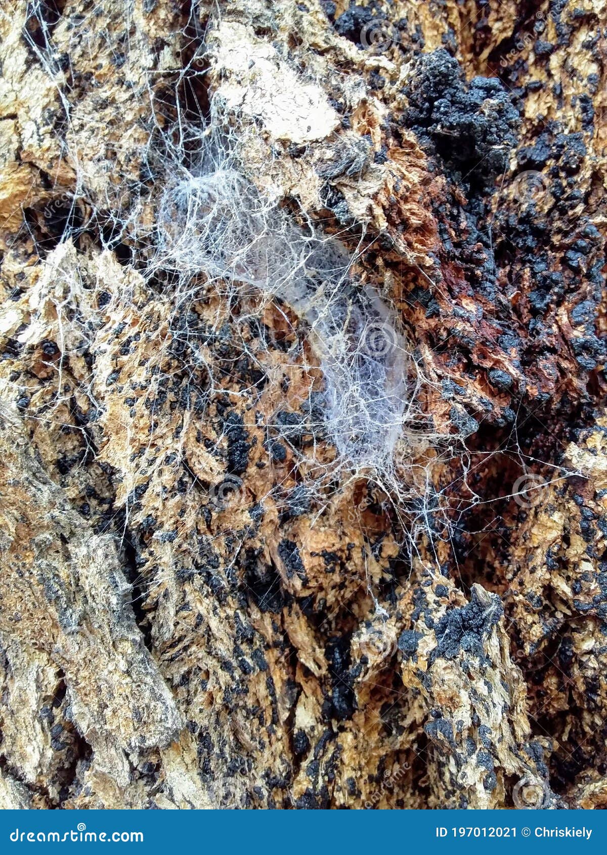 Spider Web on old Gum Tree stock image. Image of spins - 197012021