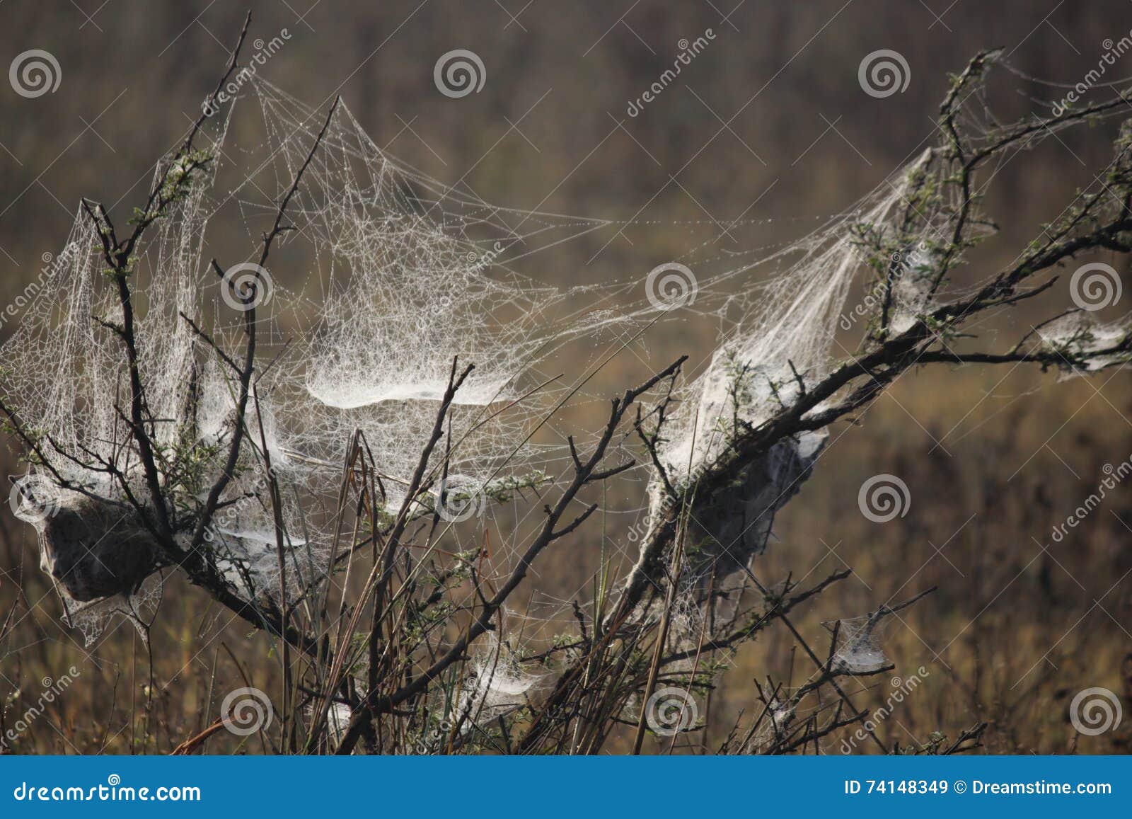 Spider Web Spread Like Magic Stock Image - Image of absolute, shrub ...