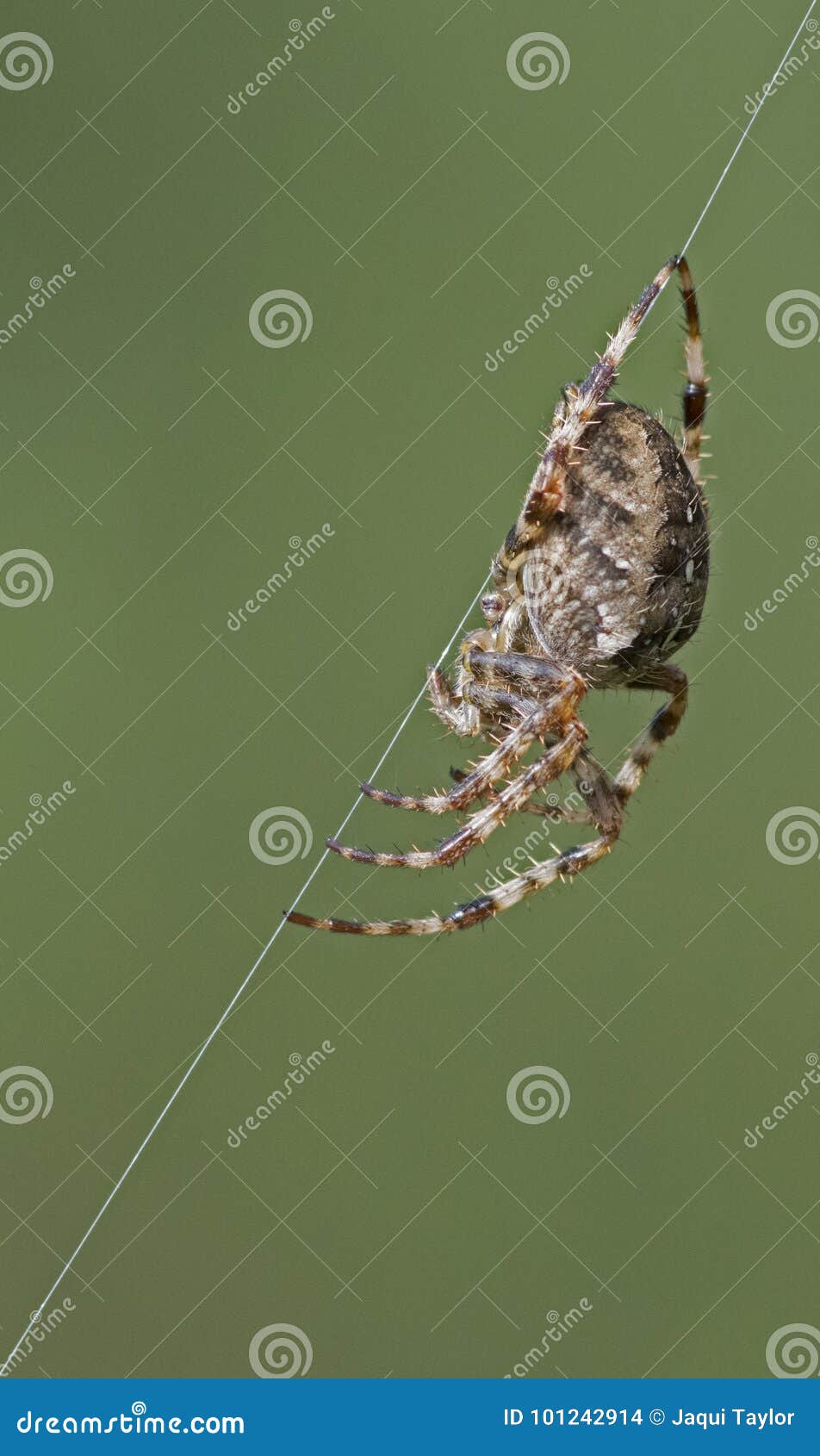 A spider on a web strand stock photo. Image of legs - 101242914