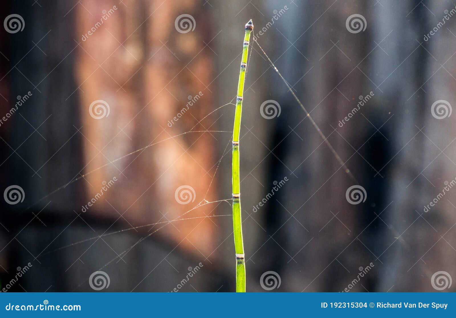 Strands of Spider Web Attached To a Plant Stem Stock Photo - Image of ...