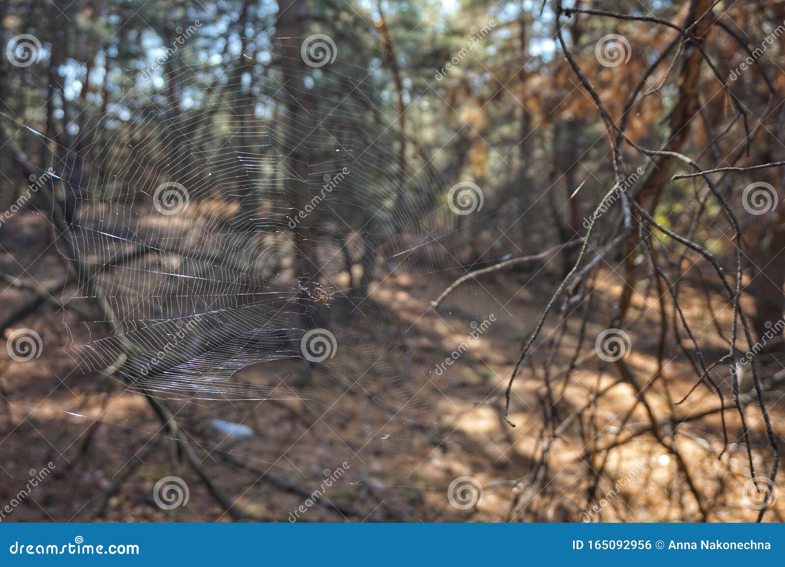 A Spider Web and a Spider on it Stretched between Branches in the ...